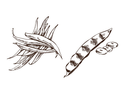 String Beans Clipart Black And White