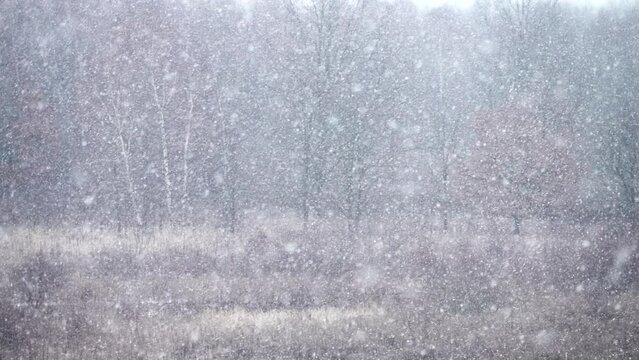 "Snow Drop" Images – Browse 907 Stock Photos, Vectors, and Video ...