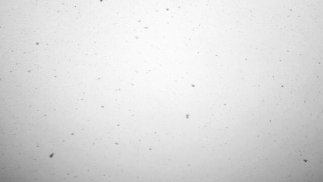 "Snow Drop" Images – Browse 907 Stock Photos, Vectors, and Video ...