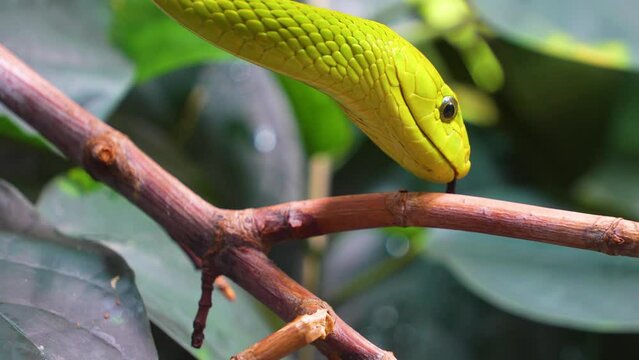 Western Green Mamba