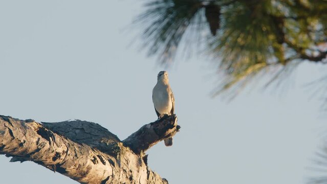 Mocking Bird Images – Browse 8,597 Stock Photos, Vectors, and Video ...