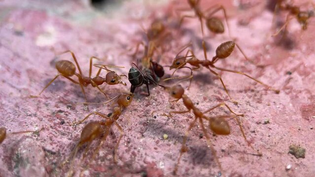 Simoni Images – Browse 69 Stock Photos, Vectors, and Video | Adobe Stock