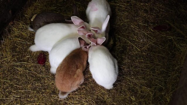 "House Rabbit" Images – Browse 373 Stock Photos, Vectors, and Video ...