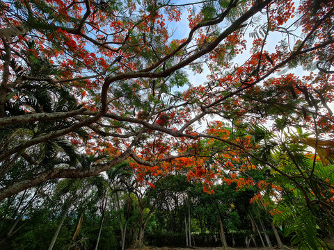"Flame Trees" Bilder – Durchsuchen 84 Archivfotos, Vektorgrafiken und ...