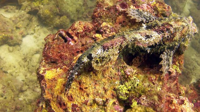 Stonefish Images – Browse 3,357 Stock Photos, Vectors, and Video ...