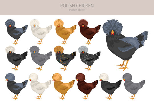 "Polish Chicken" Images – Browse 951 Stock Photos, Vectors, and Video ...