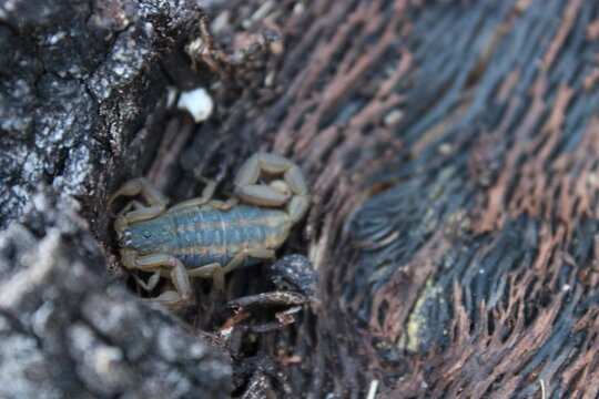 Imágenes de Alacran: descubre bancos de fotos, ilustraciones, vectores ...