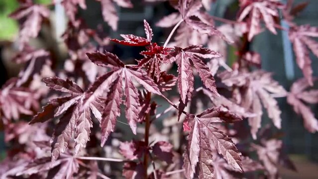 "Red Leave" - Images et vidéos libres de droits | Adobe Stock