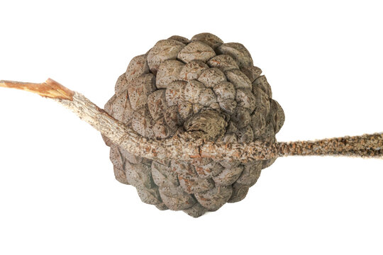 Gymnosperm Images – Browse 3,013 Stock Photos, Vectors, and Video ...