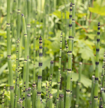 รูปภาพSphenopsida – เลือกดูภาพถ่ายสต็อก เวกเตอร์ และวิดีโอ460 | Adobe Stock