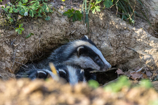 Melinae Images – Browse 31 Stock Photos, Vectors, and Video | Adobe Stock