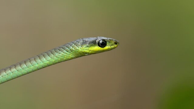 "Common Tree Snake" Images – Browse 39 Stock Photos, Vectors, and Video ...