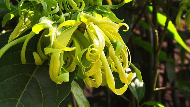 "Ilang Ilang" Images – Browse 145 Stock Photos, Vectors, and Video ...