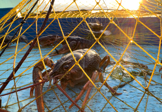 Crawdad Bilder – Durchsuchen 109,225 Archivfotos, Vektorgrafiken und ...