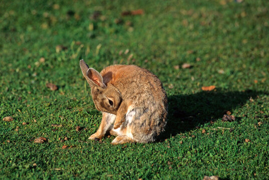 "Oryctolagus Cuniculus" Images – Browse 8,082 Stock Photos, Vectors ...