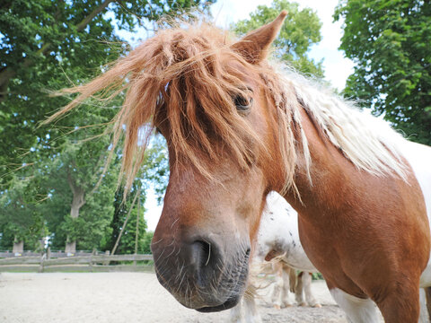 รูปภาพ"Pferde – เลือกดูภาพถ่ายสต็อก เวกเตอร์ และวิดีโอ31,757 | Adobe Stock