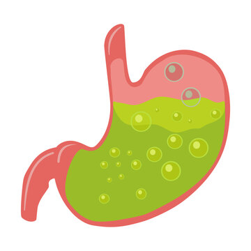 "Stomach Lining" Images – Browse 316 Stock Photos, Vectors, and Video ...