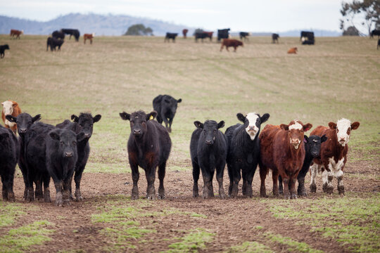 "Beef Cattle" Bilder – Durchsuchen 23,007 Archivfotos, Vektorgrafiken ...