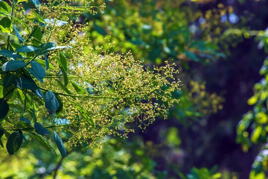 "Wig Tree" Images – Browse 2,251 Stock Photos, Vectors, and Video ...