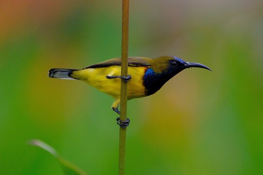 "Palestine Sunbird" Images – Browse 310 Stock Photos, Vectors, and ...