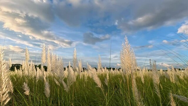 "Saccharum Spontaneum" Images – Browse 761 Stock Photos, Vectors, and ...