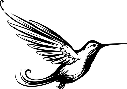 "Hummingbird Vector" Images – Parcourir 346 le catalogue de photos, vecteurs et vidéos | Adobe Stock