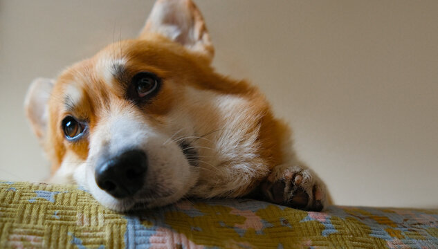 Sad Corgi Gif