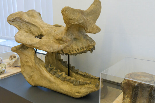 Megacerops Skull