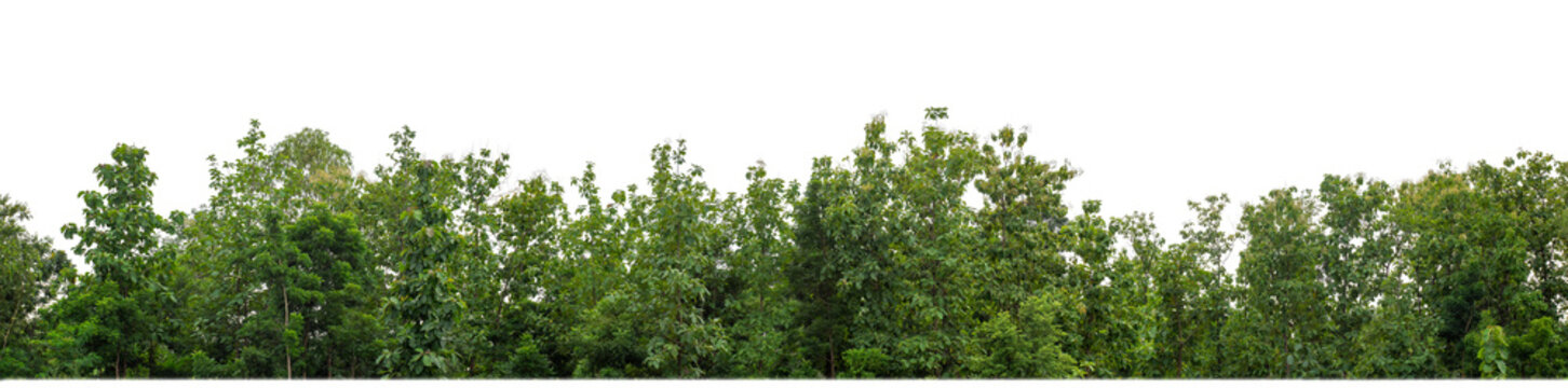 รูปภาพTree-Line – เลือกดูภาพถ่ายสต็อก เวกเตอร์ และวิดีโอ95,412 | Adobe ...
