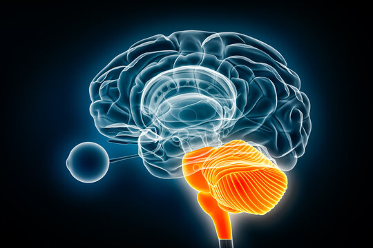 Hind-Brain Images – Browse 619 Stock Photos, Vectors, and Video | Adobe ...