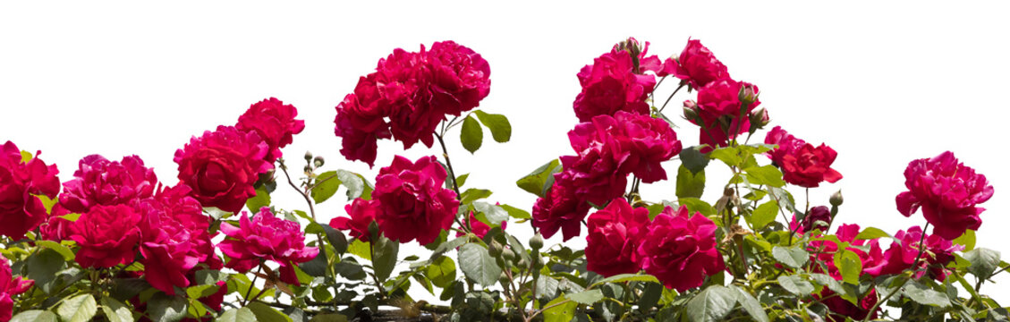 "Rose Rouge" Images – Browse 890 Stock Photos, Vectors, and Video ...