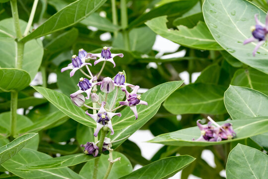 「Sansevieria」の写真素材 | 14,464件の無料イラスト画像 | Adobe Stock
