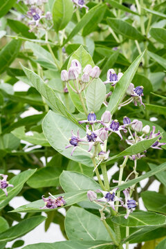 「サンスベリア」の写真素材 | 14,640件の無料イラスト画像 | Adobe Stock