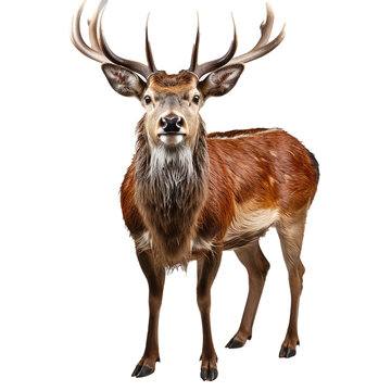 Cartoon Deer Hunter Images – Browse 2,837 Stock Photos, Vectors, and ...