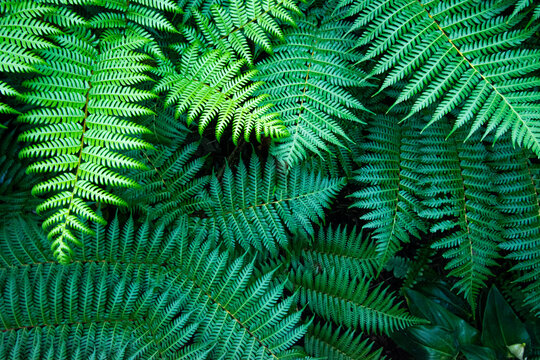 Australian Tree Fern Illnesses