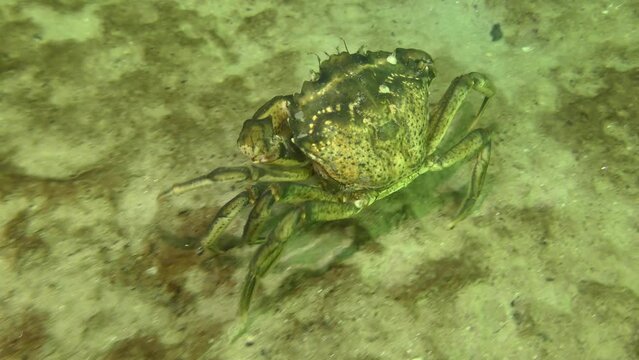 "Shore Crab"-Bilder: Stock-Fotos & -Videos. | Adobe Stock