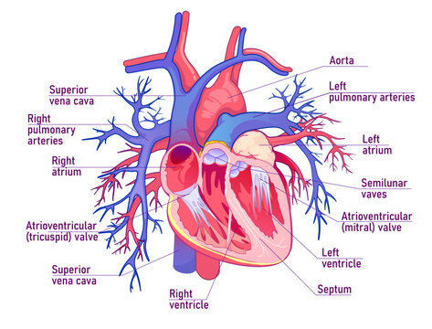 Heart Anatomy Cross Section Images – Browse 3,129 Stock Photos, Vectors ...