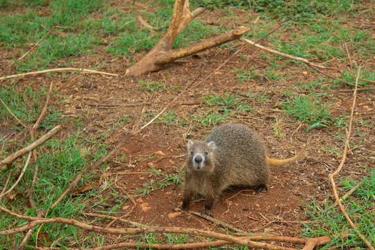「Jutia」の写真素材 | 40件の無料イラスト画像 | Adobe Stock