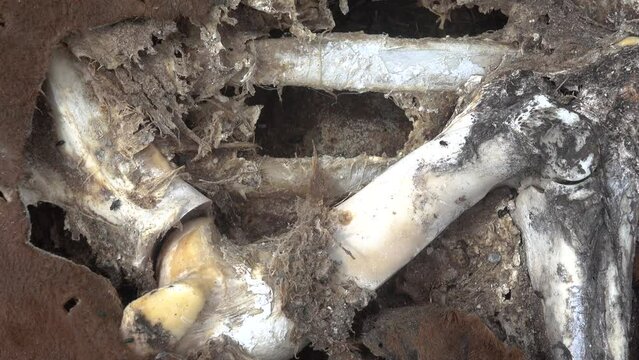 Cuttlebone Images – Browse 329 Stock Photos, Vectors, and Video | Adobe ...