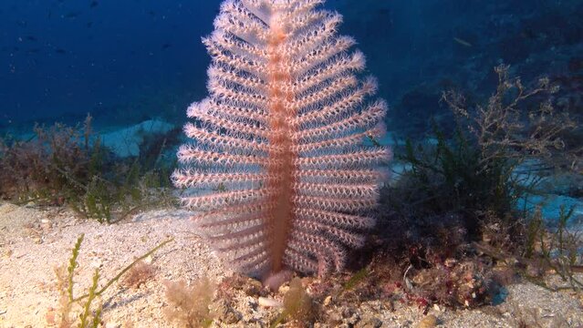 "Sea Pen" Images – Browse 391 Stock Photos, Vectors, and Video | Adobe ...