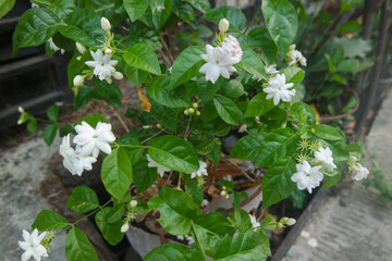 Kampupot Flower Images | Best Flower Site