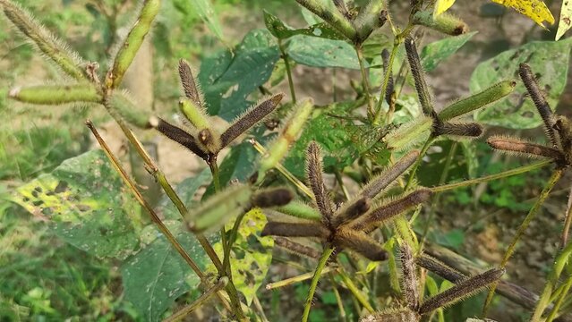 "Vigna Mungo" Images – Browse 3,811 Stock Photos, Vectors, and Video ...