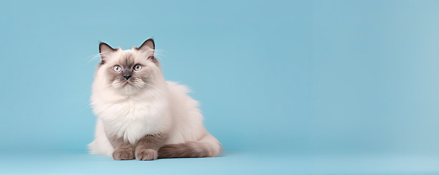 Cat Solid Background Images – Browse 17,811 Stock Photos, Vectors, and ...