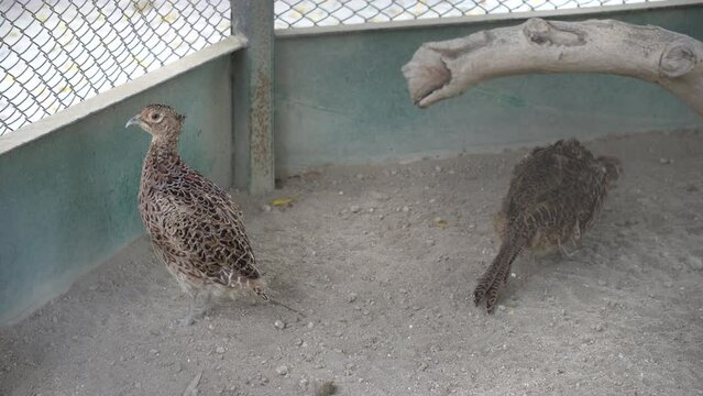 Rype bilder – Bla gjennom 13,872 arkivbilder, vektorer og videoer ...