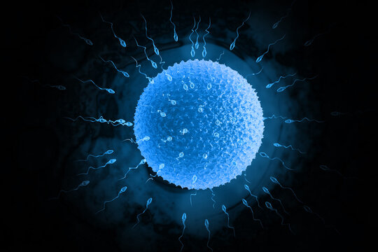 "Human Reproduction" Images – Browse 532 Stock Photos, Vectors, and ...