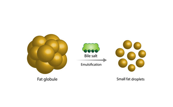 "Fat Globules" Images – Browse 51 Stock Photos, Vectors, and Video ...