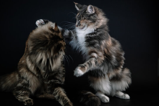 Cat-Fight Images – Browse 1,030 Stock Photos, Vectors, and Video ...