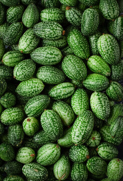 "African Cucumber" Images – Browse 186 Stock Photos, Vectors, and Video ...