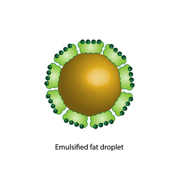 Lipid Droplet Images – Browse 597 Stock Photos, Vectors, and Video ...