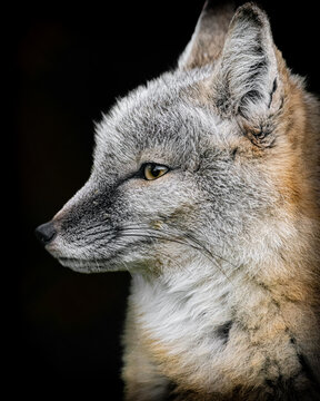 Steppenfuchs Images – Browse 39 Stock Photos, Vectors, and Video ...